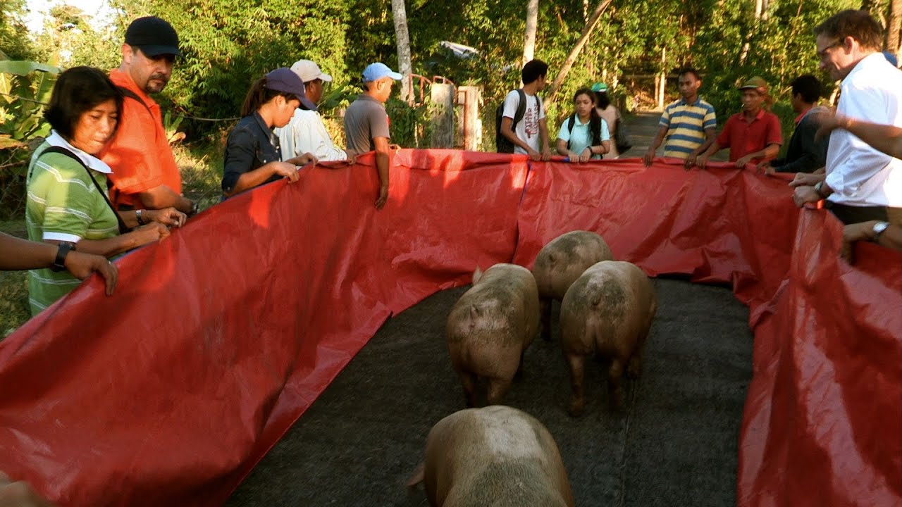 Vets in the Disaster Zone: Watch emergency vets move 'nervous pigs' by ...