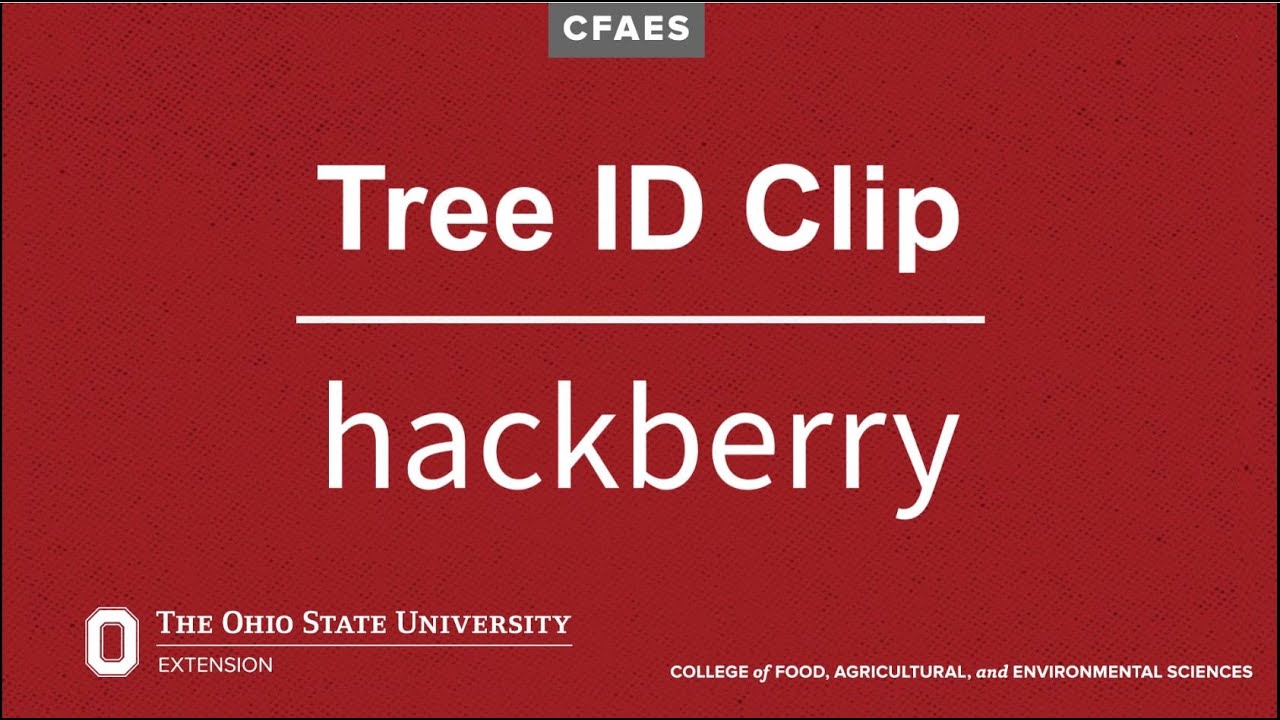 Tree ID Clip: hackberry