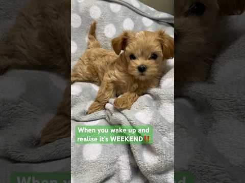 Maltipoo dog when weekend starts✋#dog #dogs #maltipoo #puppies #shortvideo #shorts #cute #puppy