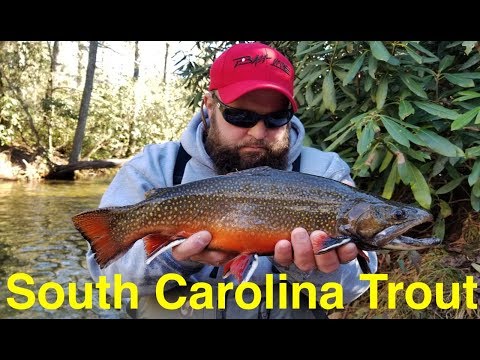 How to Catch Trout in South Carolina