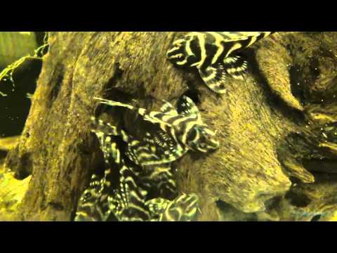 L333 Yellow King Tiger Plec for sale at Tyne Valley Aquatics