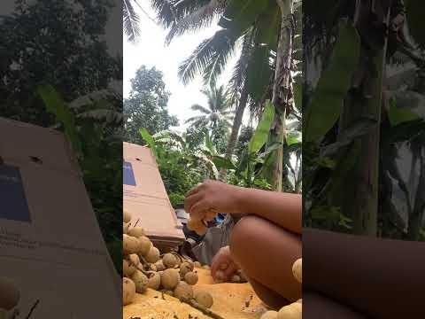 #fruitpicking #lansones #reels #shorts