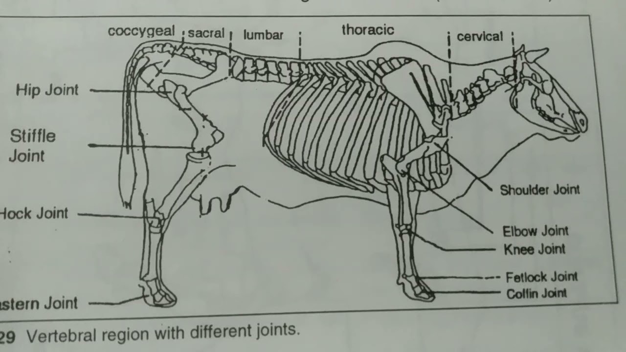 The Skeleton And Joints Of Cow#Shorts#Animals Healthcare@Points