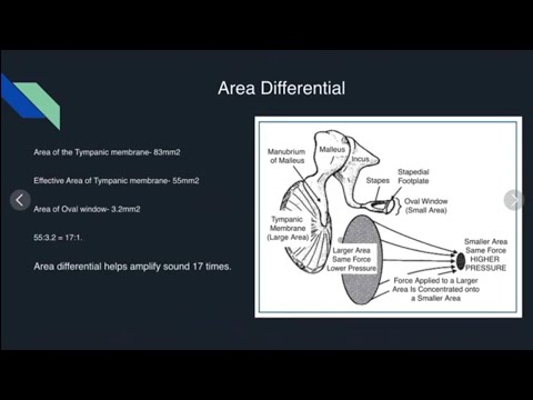 Middle ear Transformer part 2