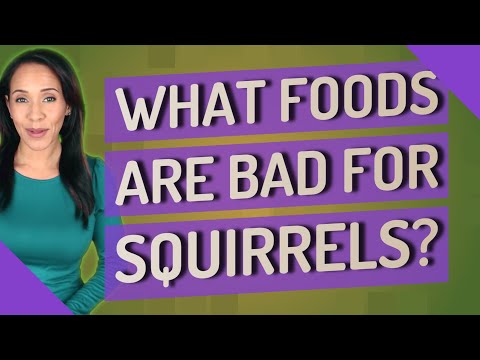 What foods are bad for squirrels?