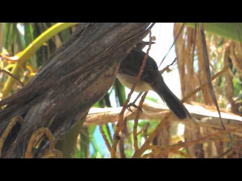 Endangered Hawaiian Bird: The Millerbird