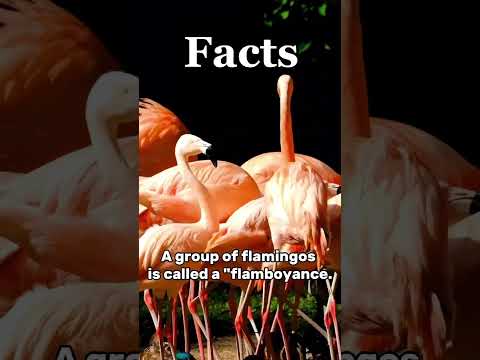 Flamingo Fun Fact: From Flocks to Flamboyance!#shorts #funny animals