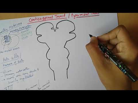 Cortico-spinal Tract in HINDI | Descending Tract | part 1
