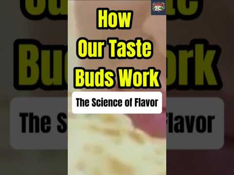 How Our Taste Buds Work #foodfacts