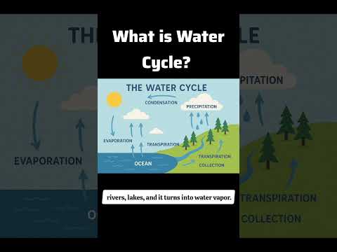 The Water Cycle Explained in 60 Seconds!