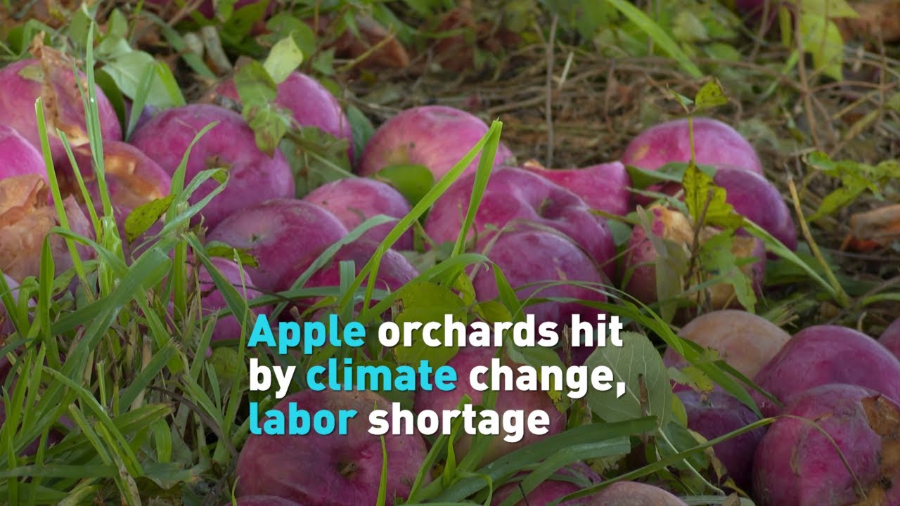 Apple orchards face climate change, other challenges