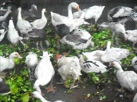 Water Hyacinth Problem No More