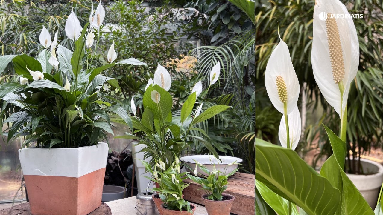 Cuna de Moisés o Espatifilo: Todos los cuidados para conseguir su floración // Jardinatis