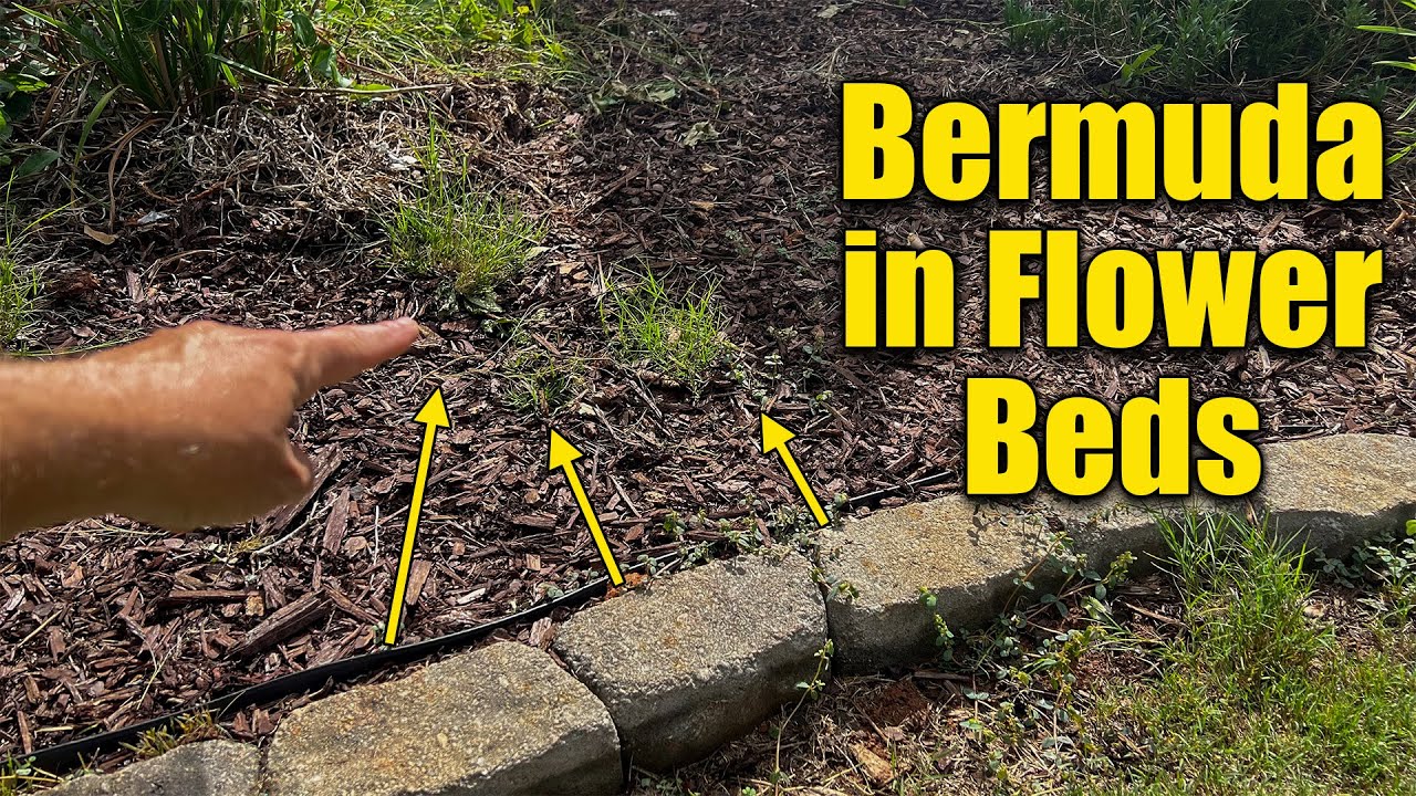 Bermuda Grass in Flower Beds