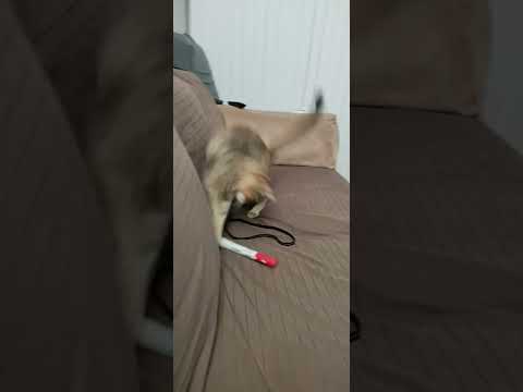 Video of adoptable pet named Merlina