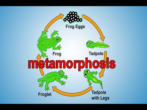 Metamorphosis | Metamorphosis Song for Kids | Frog Life Cycle | Frog Metamorphosis | Jack Hartmann