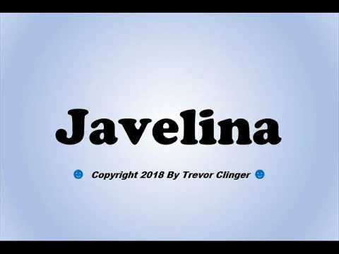 How To Pronounce Javelina