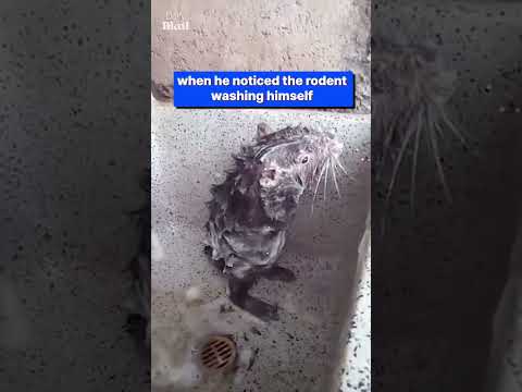Impressive rat showers like a human