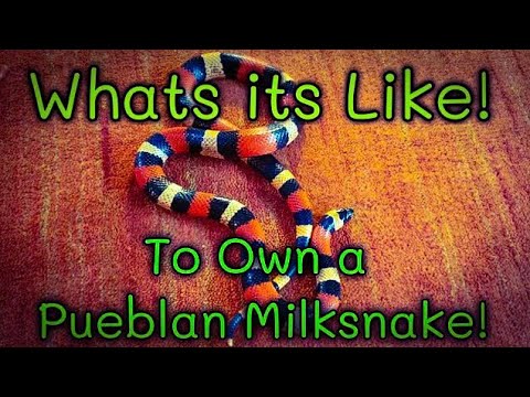 What it's like Owning a Pueblan Milksnake!