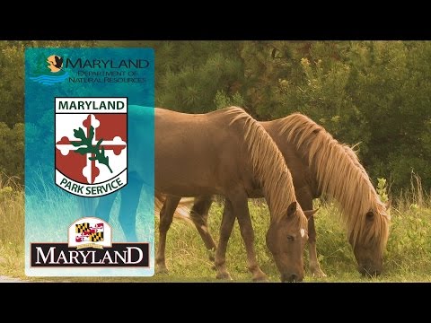 Assateague State Park - Maryland Department of Natural Resources