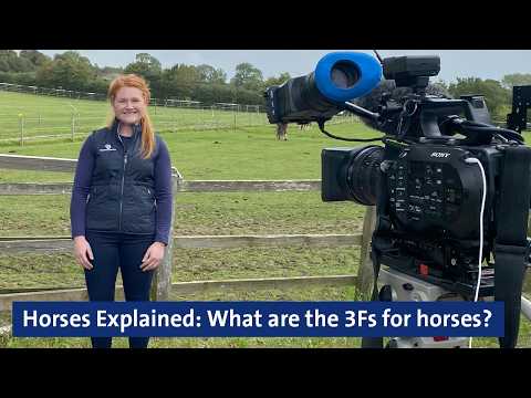 Horses Explained: What are the 3Fs for horses?