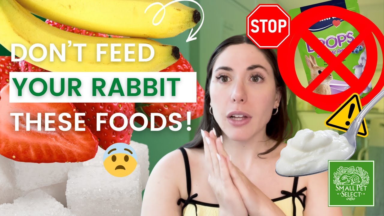 What IS a Healthy Rabbit Treat? Ingredients & Correct Portions