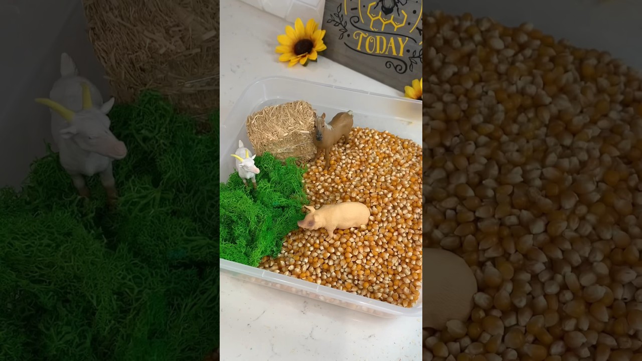 Farm animal sensory box 🐷 🐮 #sensoryplay #toddleractivities #preschoollearning