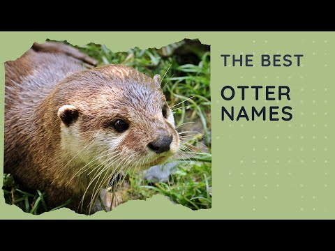 40 Best Otter Names (Female, Male, Unisex, Famous, Funny, Sea Otter)