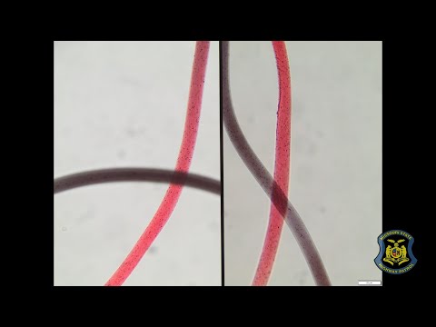 National Forensic Science Week - Trace Evidence