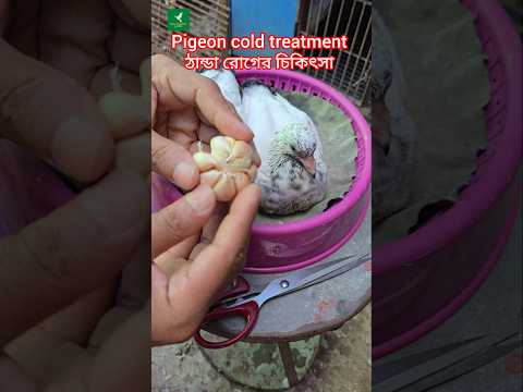 Rasoon Pigeon Cold Disease Medicine #pigeon #kabootar #shorts