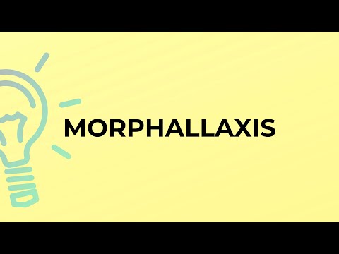 What is the meaning of the word MORPHALLAXIS?