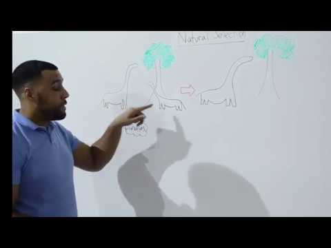 Natural Selection NEW GCSE 9-1