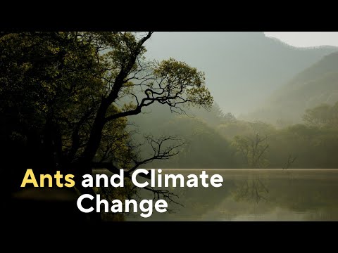 Ants and Climate Change II The impact of climate change on ants