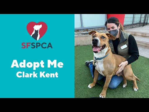 Clark Kent Could Be Your Hero | Adopt Me SF SPCA
