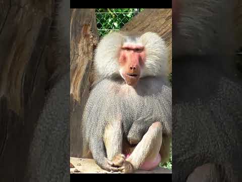 Baboon Angry Face Video