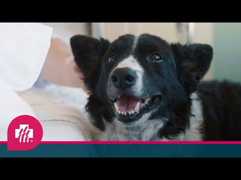 Pet Therapy: Pet ‘therapists’ provide love, compassion and a listening ear