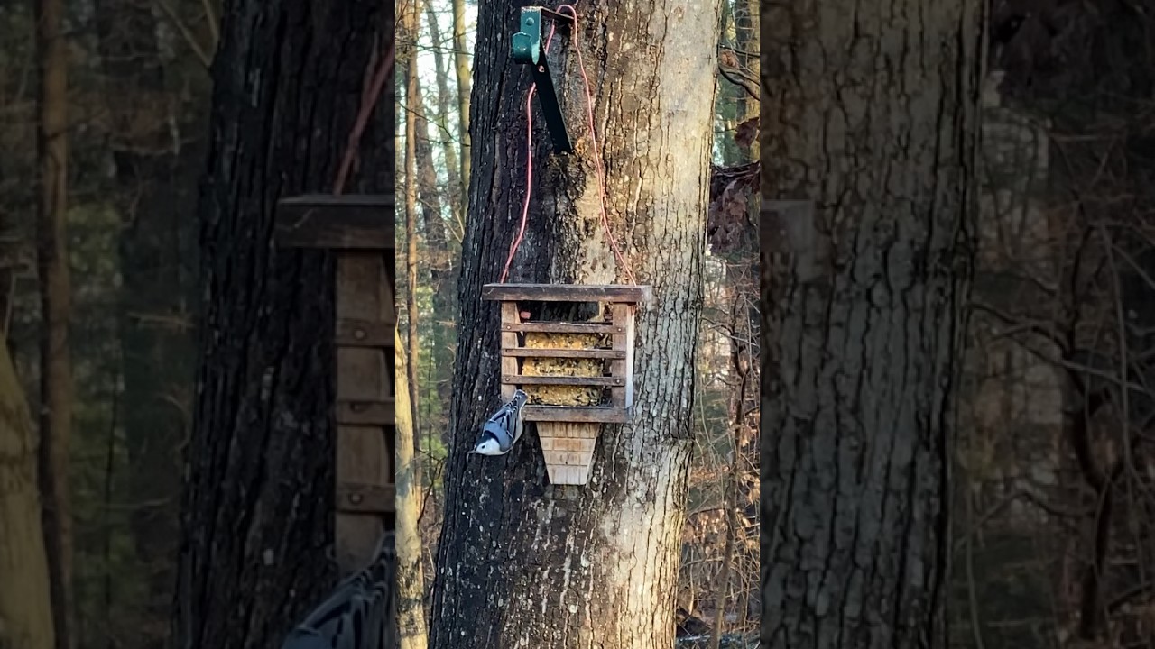White-breasted Nuthatch LOVES Peanut Butter Suet  #nuthatch