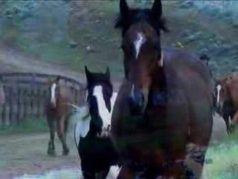 Dude Ranches:Sexy Cowboy Life on Colorado Dude Ranches: Tr