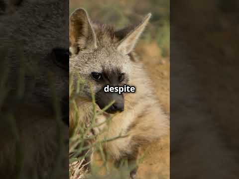 What is an Aardwolf? Discover the Hyena's Cousin!