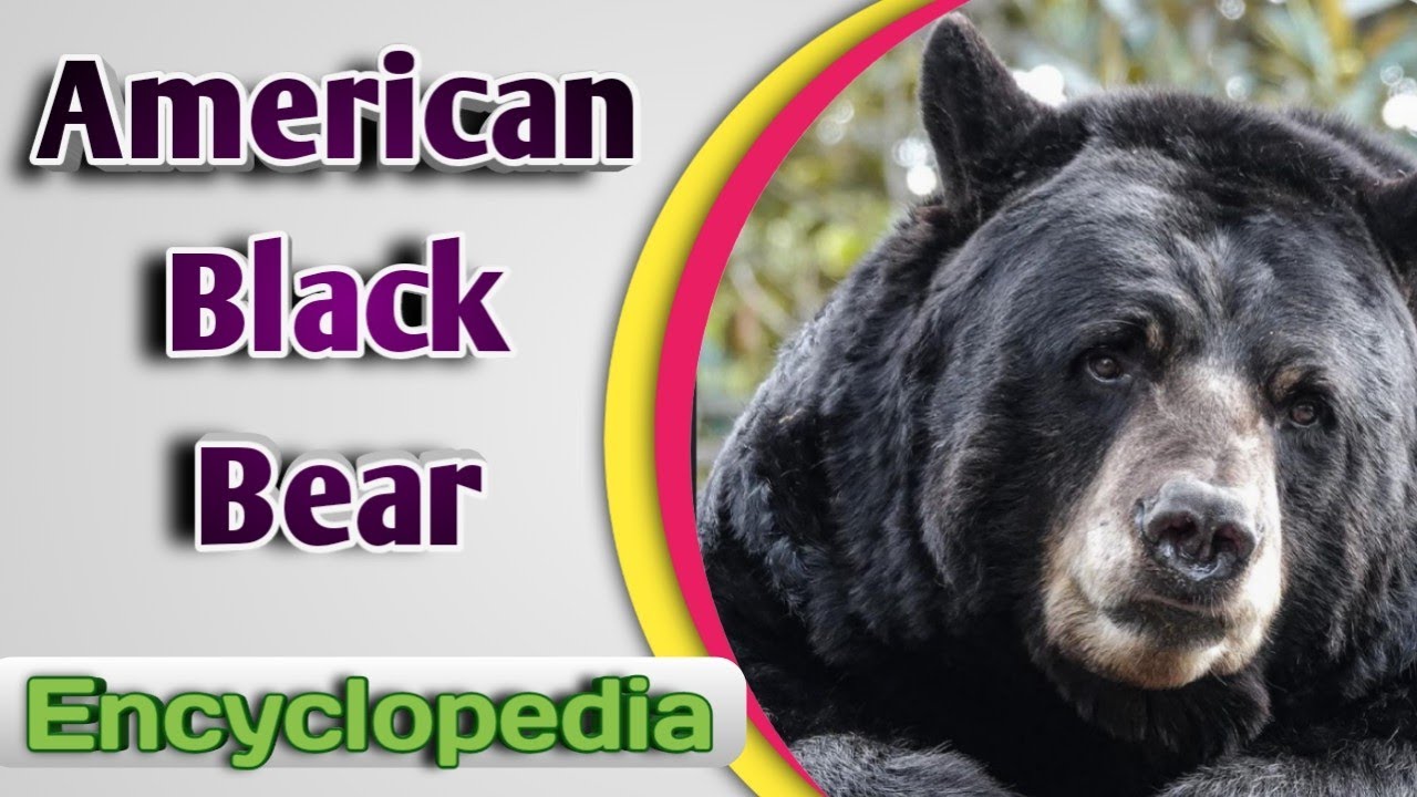American Black Bear (Ursus Americanus) – Audio / Video Encyclopedia