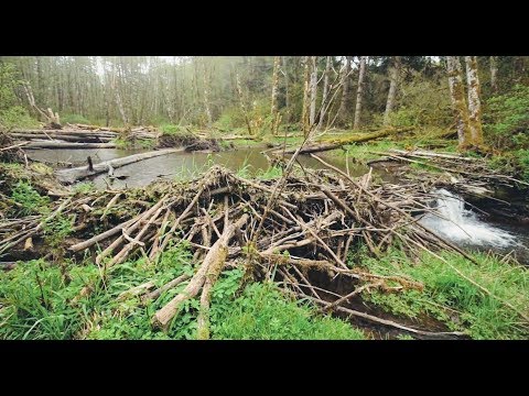 Beavers and Salmon