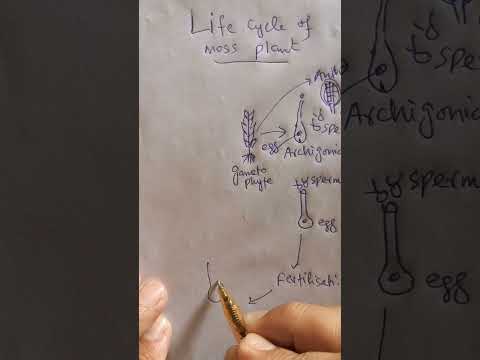 life cycle of moss plant
