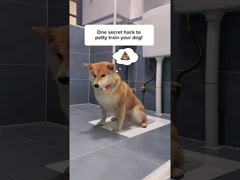 SECRET to potty training your dog!!๐๐พ