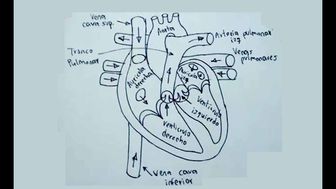 Human Body Drawings 5/8 - How to Draw the Human Heart - hearth