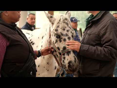 JOURNEE DE SEMINAIRE EVENEMENTEIL AVEC DES CHEVAUX POUR LE GROUPE VALENTIN A GROSBOIS