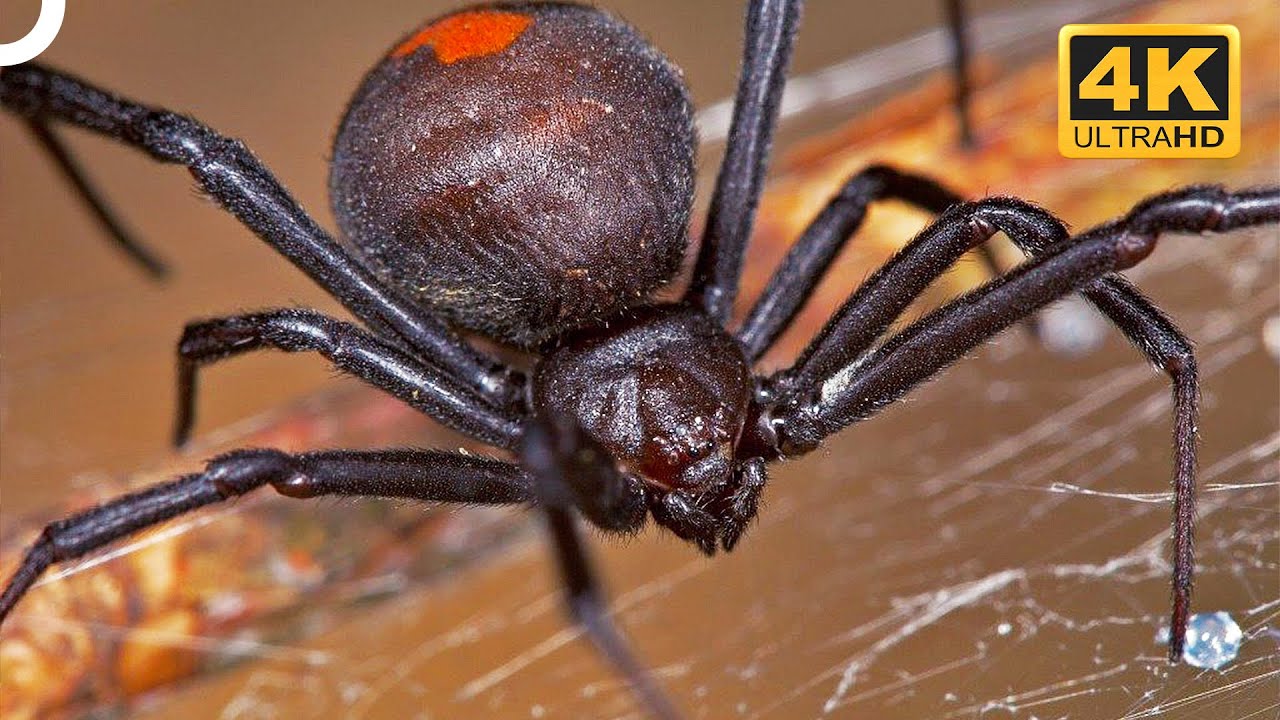 Redback Spider: The Infamous Deadly Black Widow Of Australia | 4K Animal Documentary