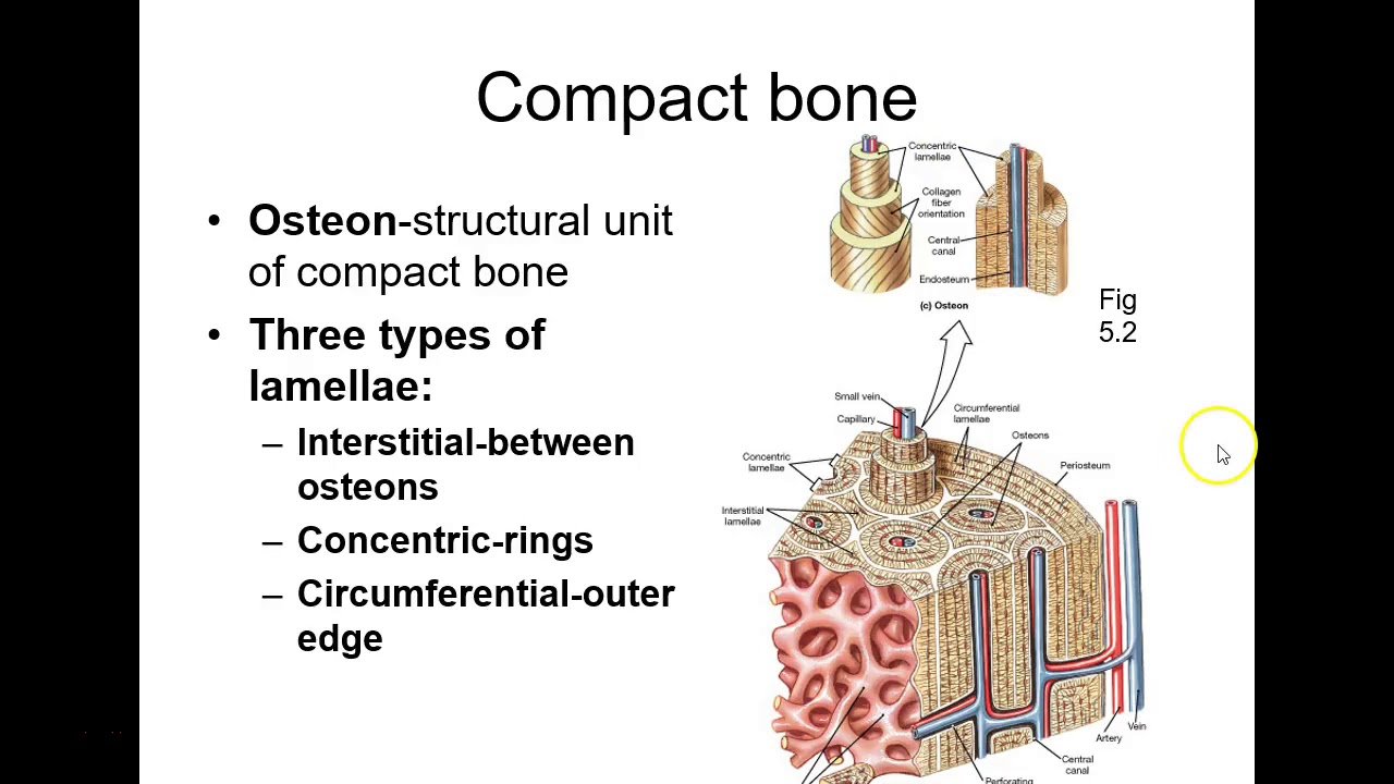 Lecture 1 PowerPoint Bone