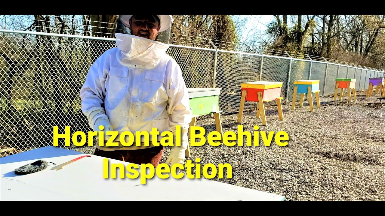 Long Horizontal Hive Beekeeping (Inspection)
