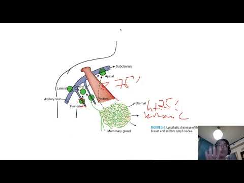 Anatomy Review: Axillary Lymph Nodes