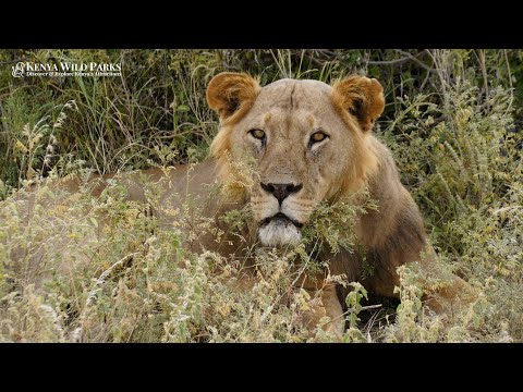 Maneless Male Lions of Tsavo